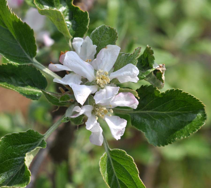Æbleblomster | Æbletræer i blomst