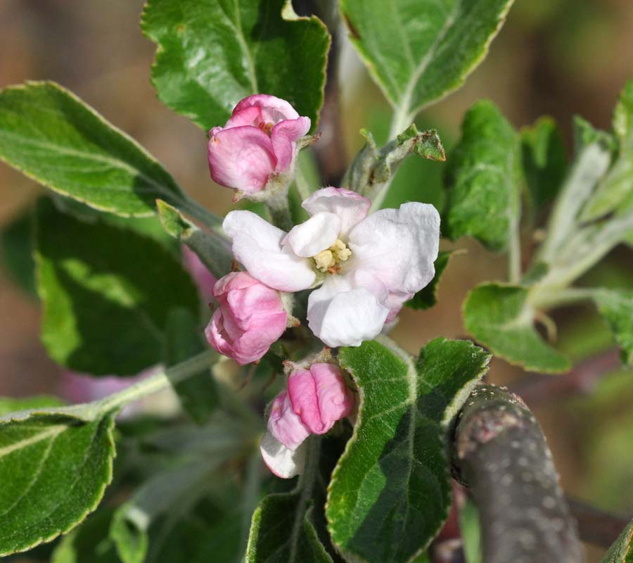 Browns Apple | Cider apple