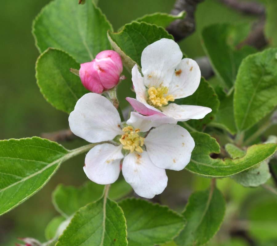 Ingrid Marie æble | Æblesorter