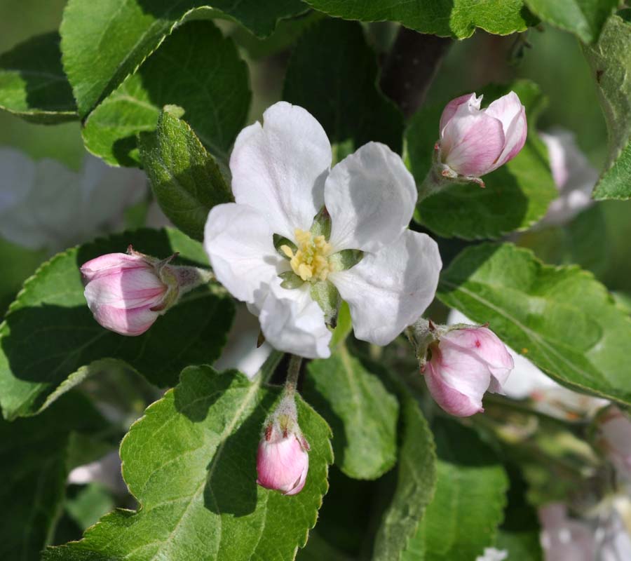 July Red Apple | Early apple variety