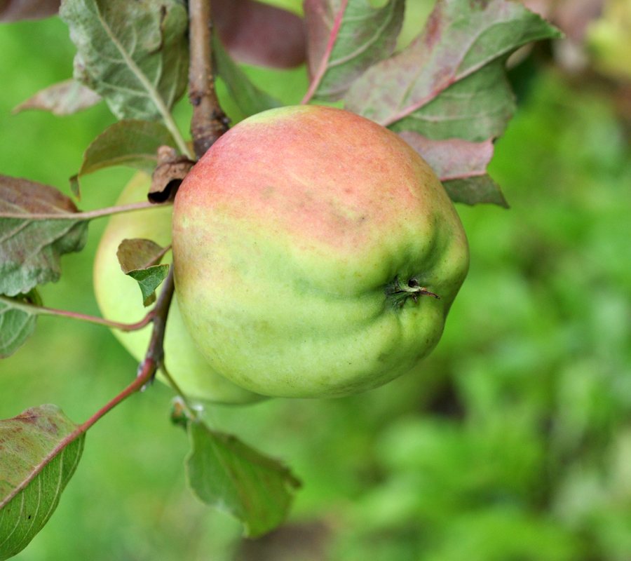 Apple varieties A- C
