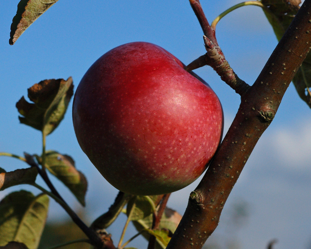 Roger Mcintosh Apple | Apple cultivars
