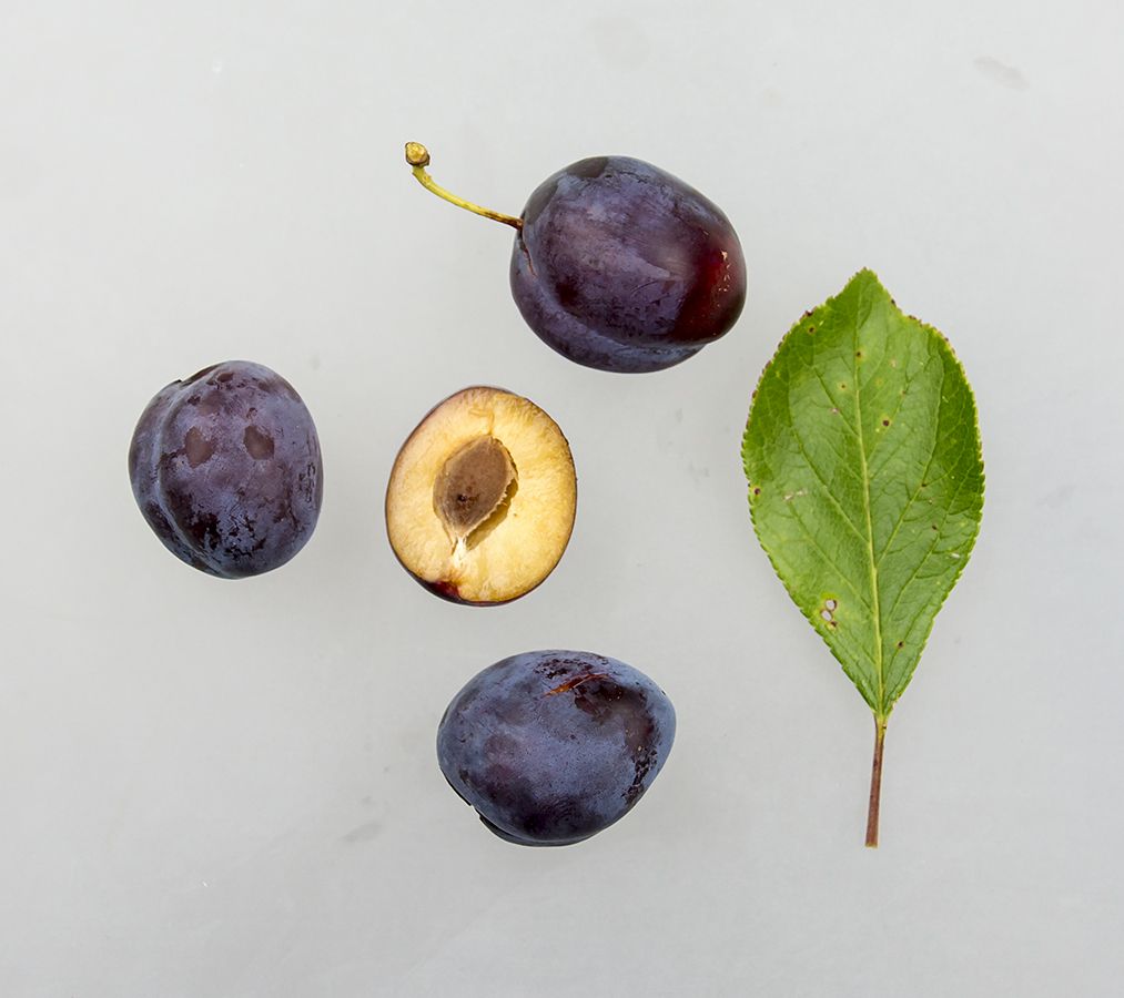 De bedste blommer til haven