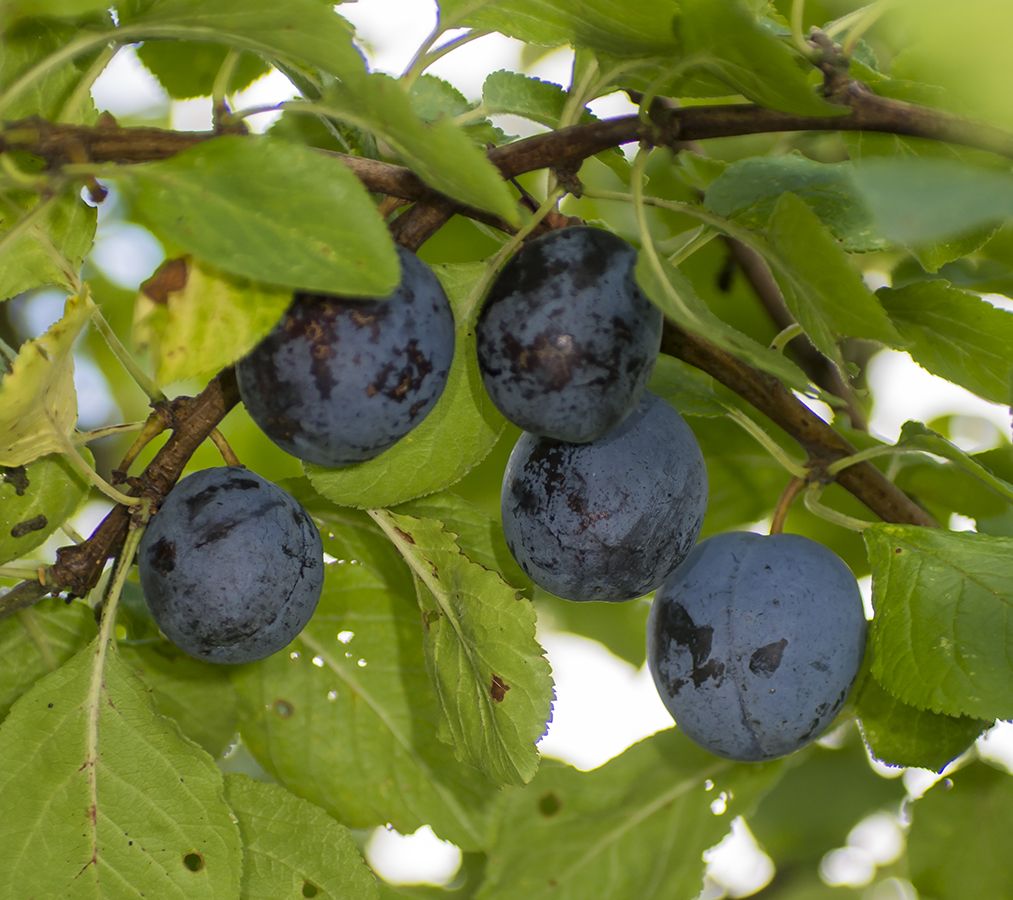 De bedste blommer til haven
