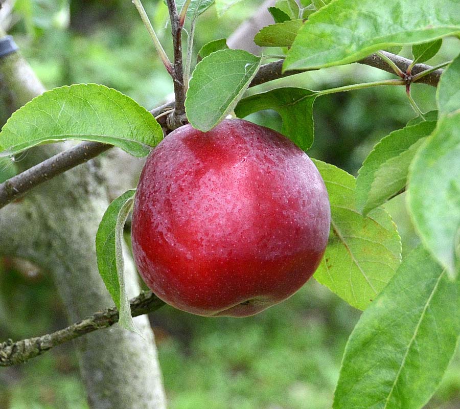 Æblesorter - Oversigt over nogle æblesorter jeg ikke har | Æblesorter