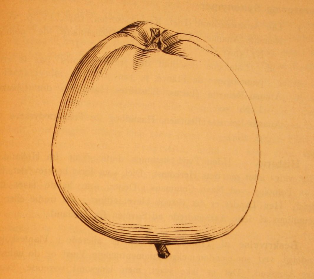 Ananas Reinette, bredsted.