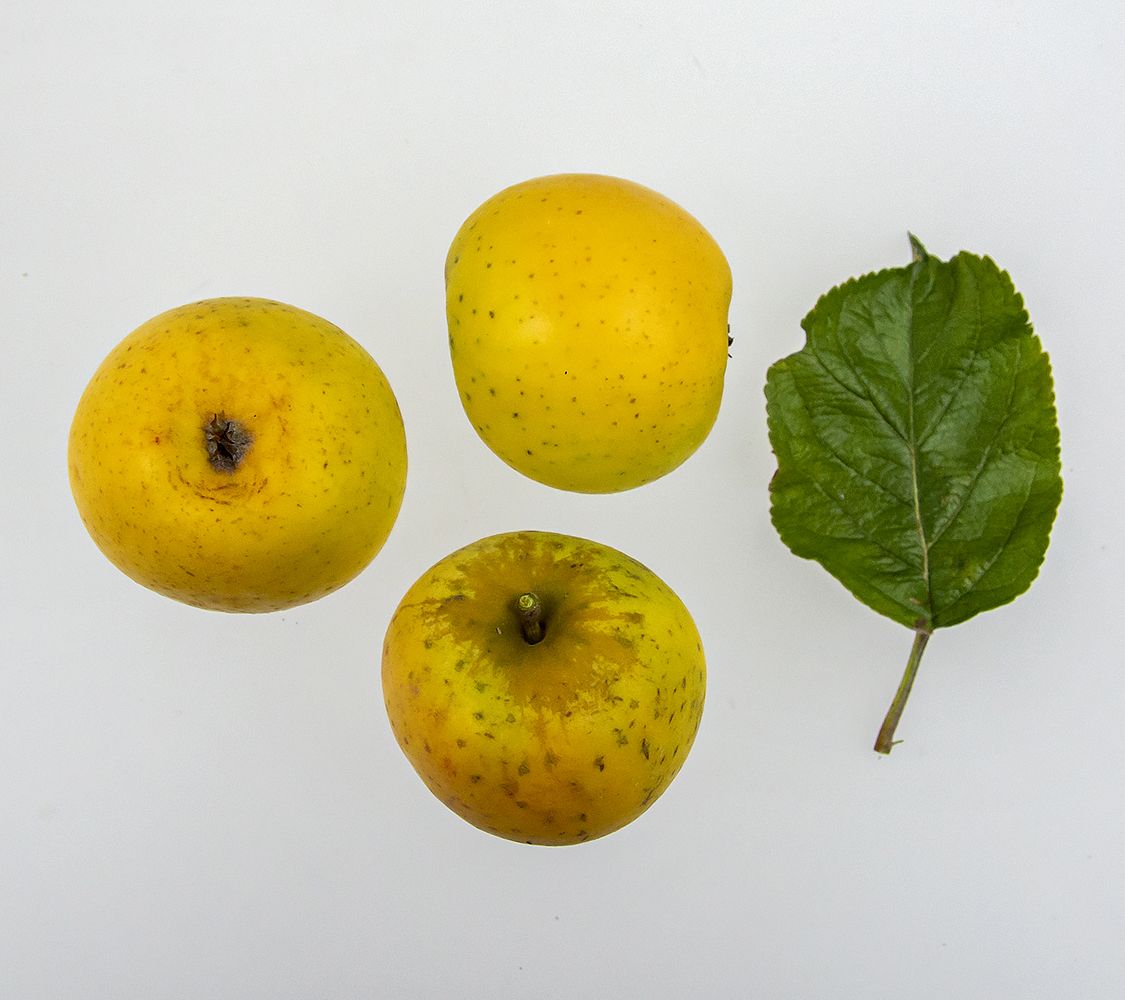 Ananas Reinette æble | Æblesorter