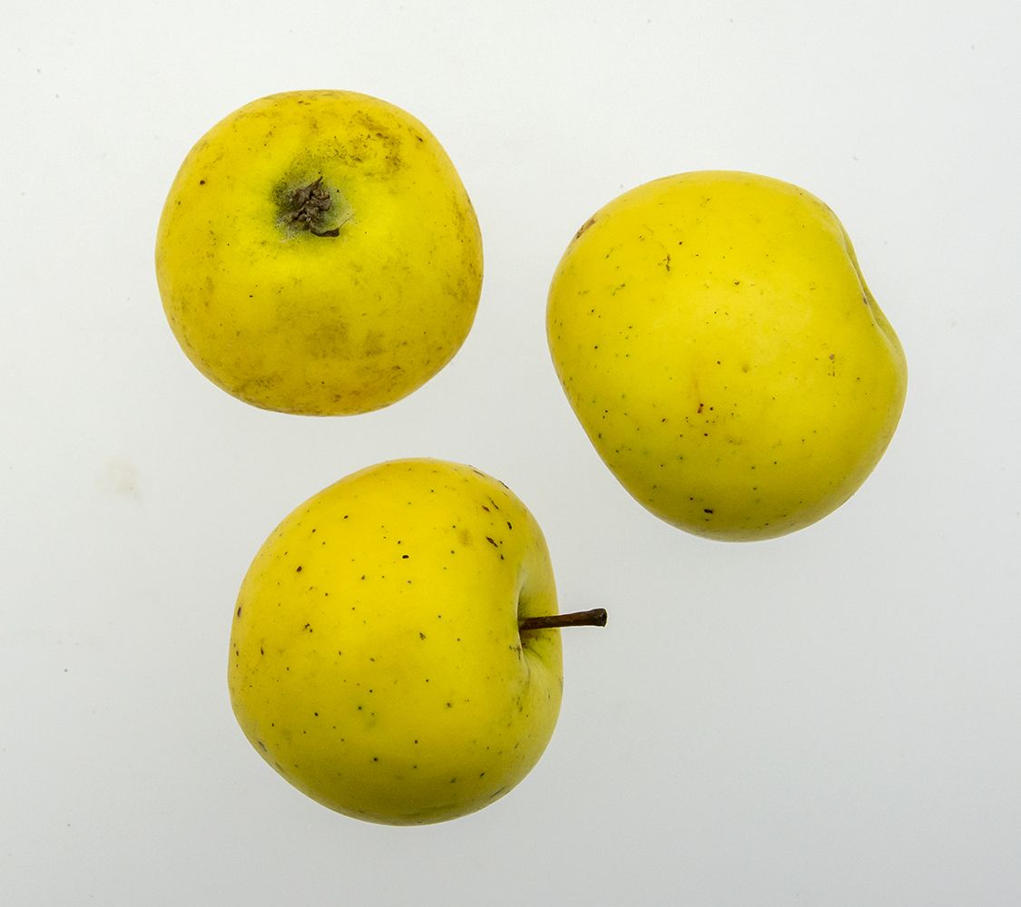 Æblesorter - Oversigt over mine æblesorter i fotos| Æblesorter