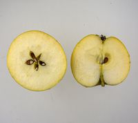 Ananas Reinette æble | Æblesorter