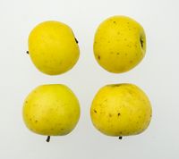 Ananas Reinette æble | Æblesorter