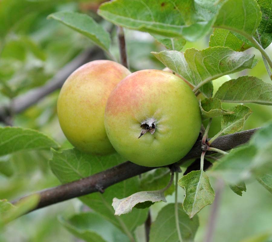 Api Apple, or Lady Apple, Pomme d'Api.