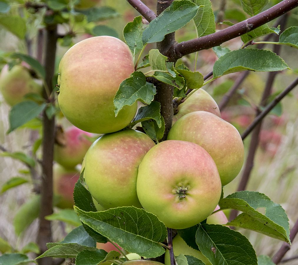 Api Apple, or Lady Apple, Pomme d'Api.