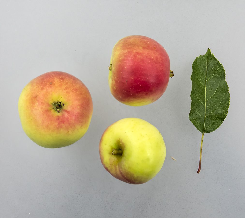 Apple varieties A- C