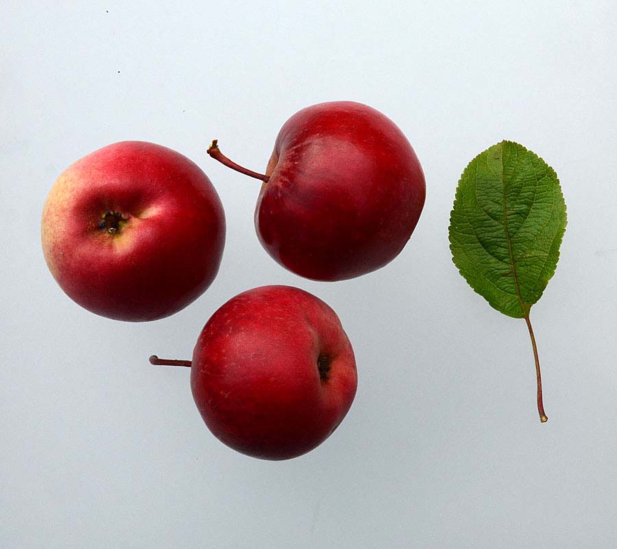 Apple varieties A- C