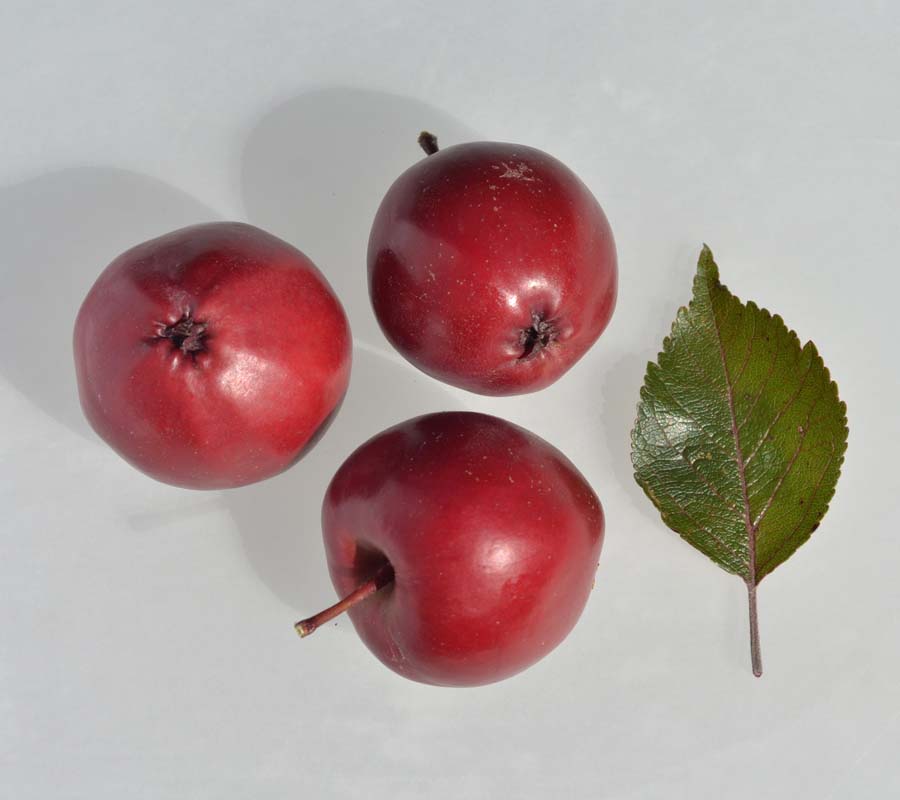 Apple varieties A- C