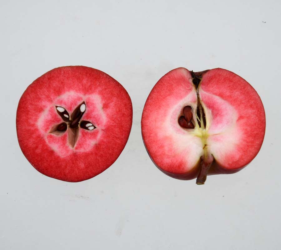 Red fleshed apple cultivars | Red fleshed apples
