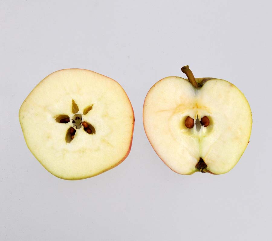 Bardsey Apple - Merlins apple(Bardsey Island Apple)