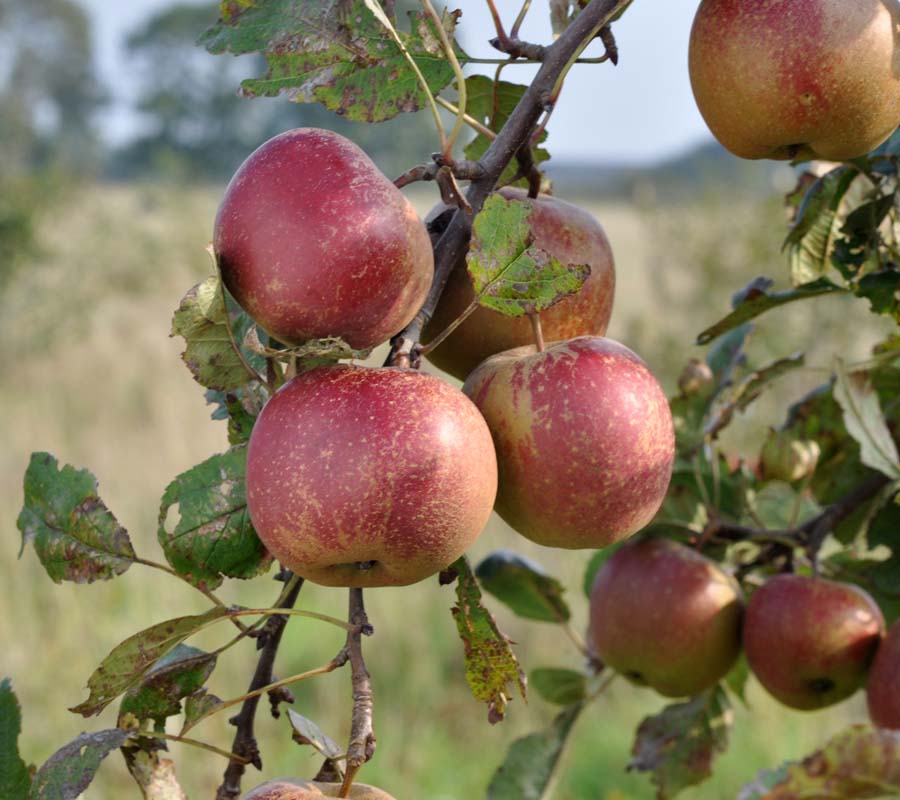 Belle De Boskoop Apple