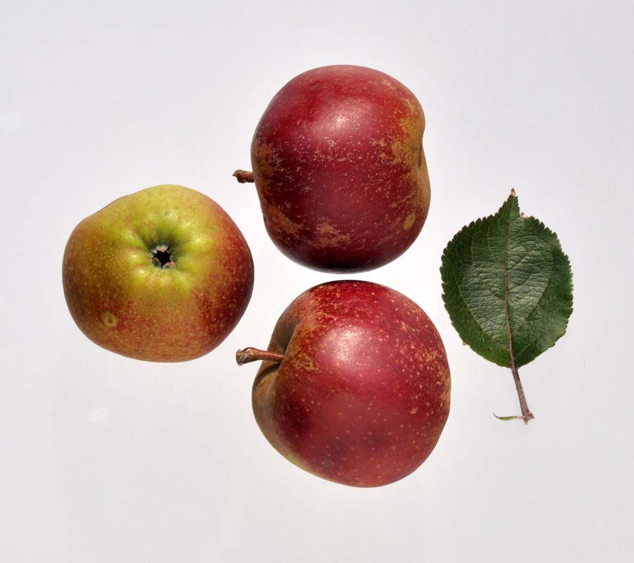 Apple varieties A- C