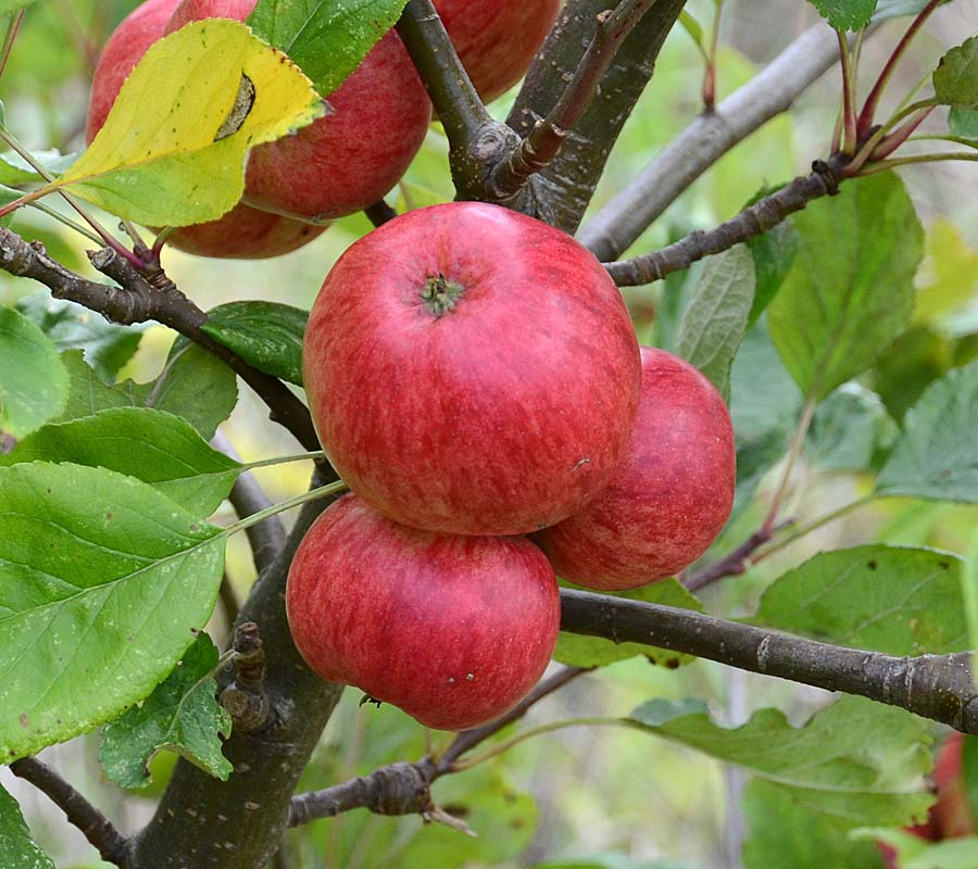 Apple varieties A- C