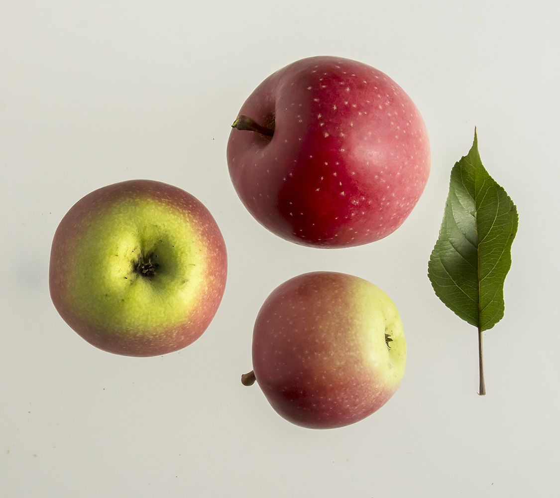 Apple varieties D - J