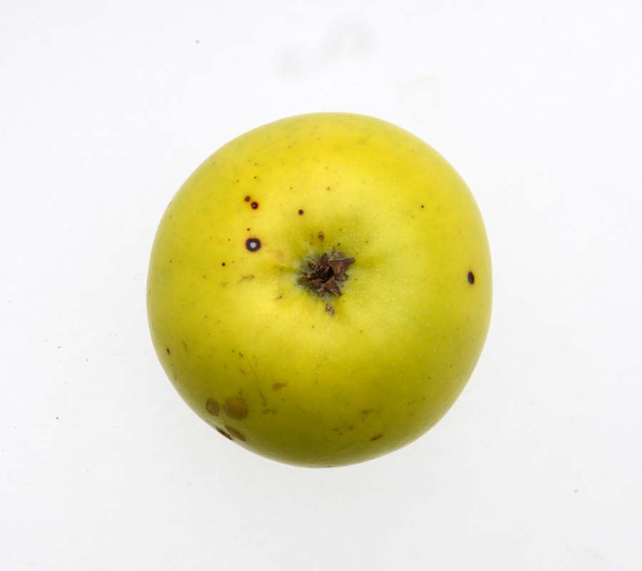 Gamle og nye æblesorter, danske og udenlandske