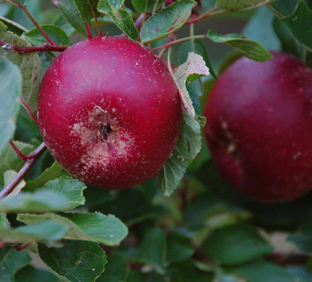 Ingrid Marie æble | Æblesorter