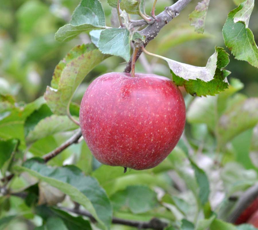 Jonagored (Jonagold), apple | Apple cultivars