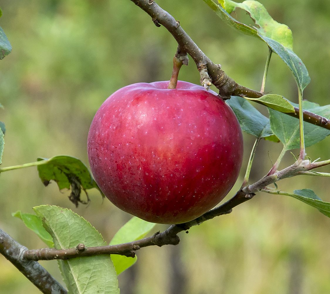 Julyred æble
