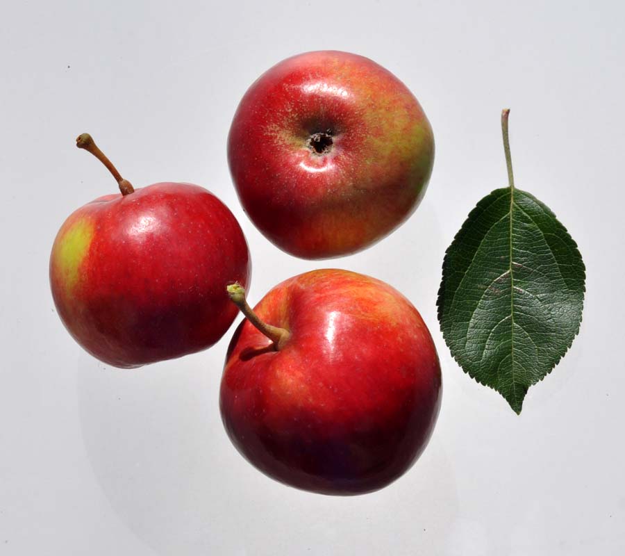 July Red Apple | Early apple variety