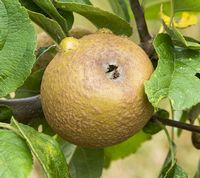 Apple varieties K - R