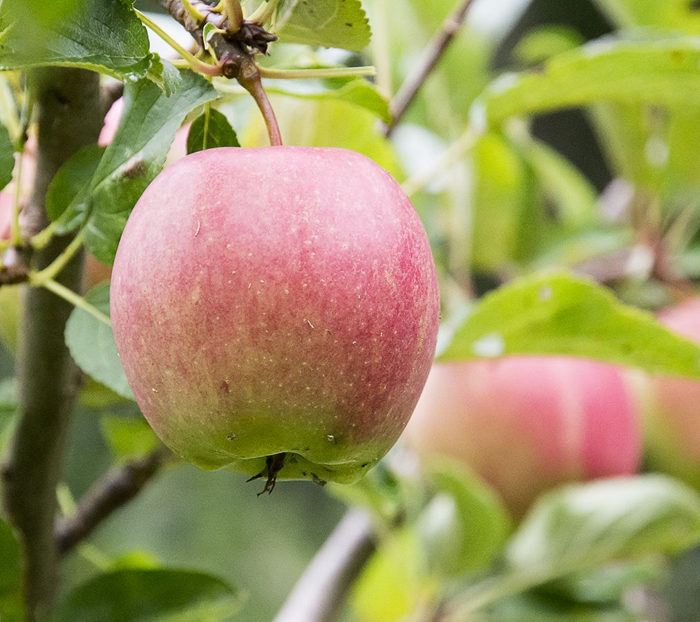 Maribelle apple