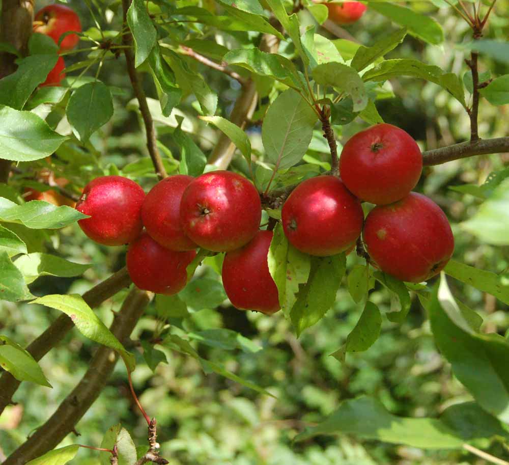 Pigeon Rouge Apple