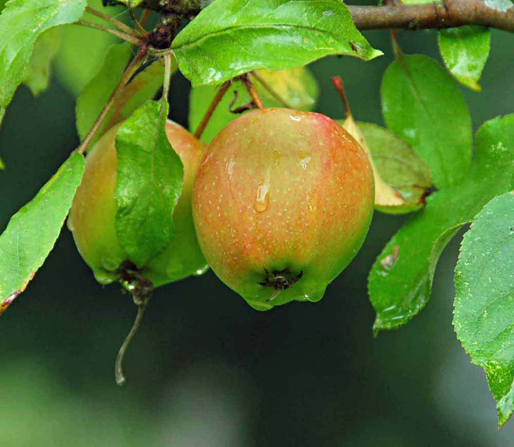Pigeon Rouge Apple