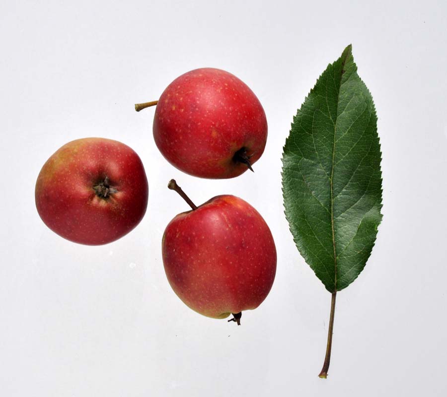 Pigeon Rouge Apple