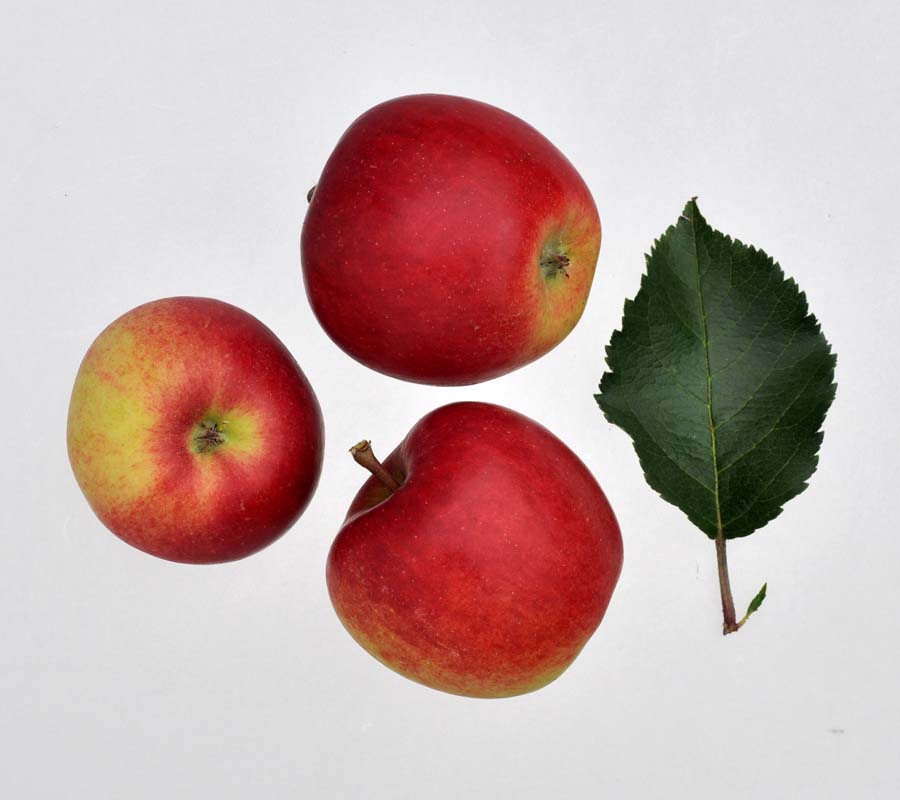 Rajka Apple | Modern apple variety from the Czech Republic