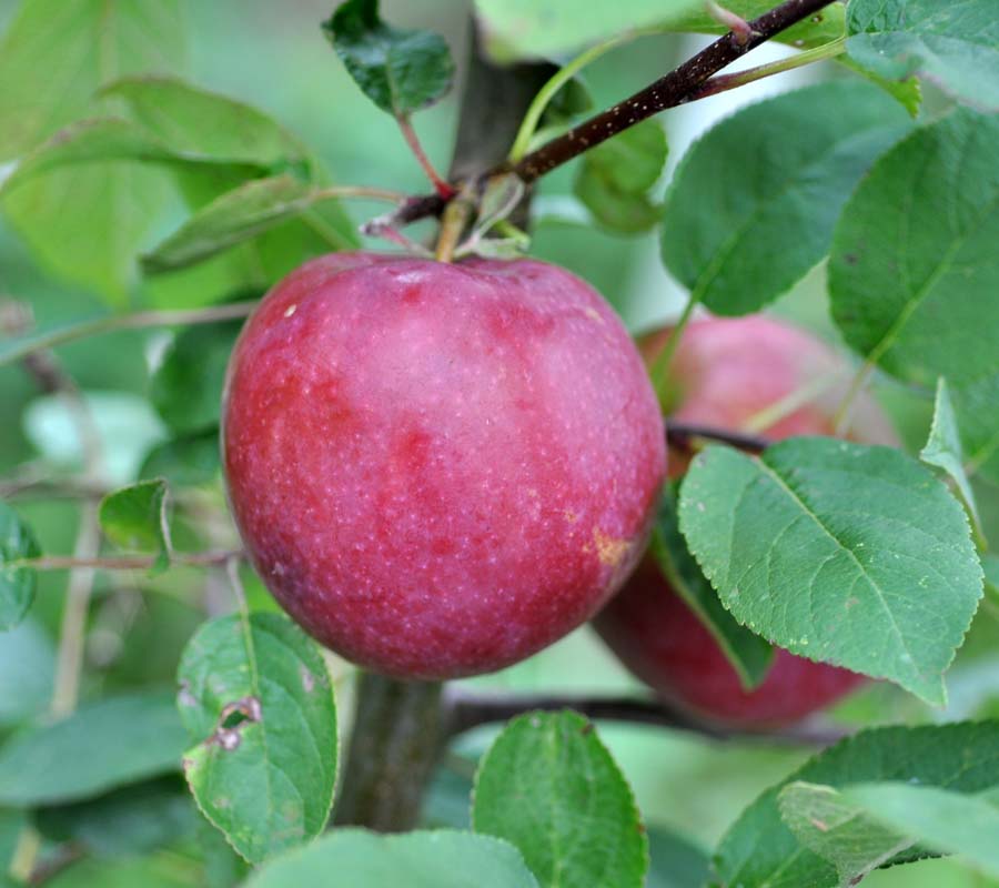 Roger Mcintosh Apple | Apple cultivars