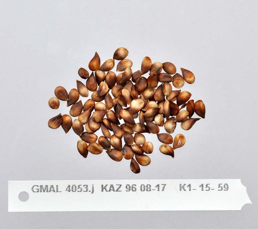 Apple seeds from Malus sieversii, Kazakhstani wild apples.