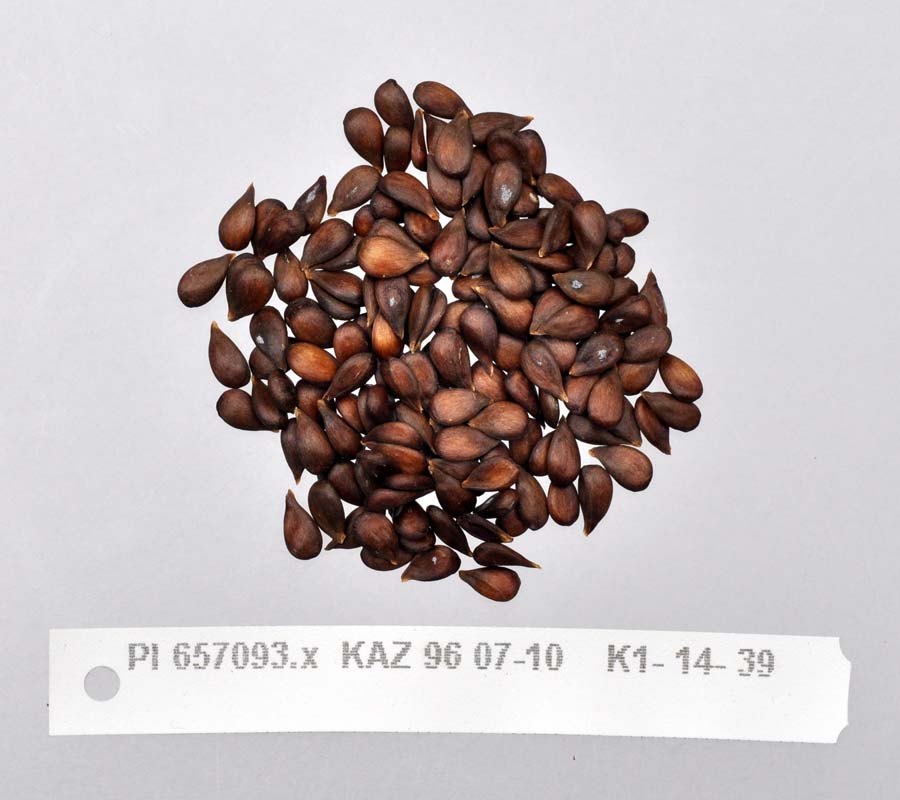 Apple seeds from Malus sieversii, Kazakhstani wild apples.