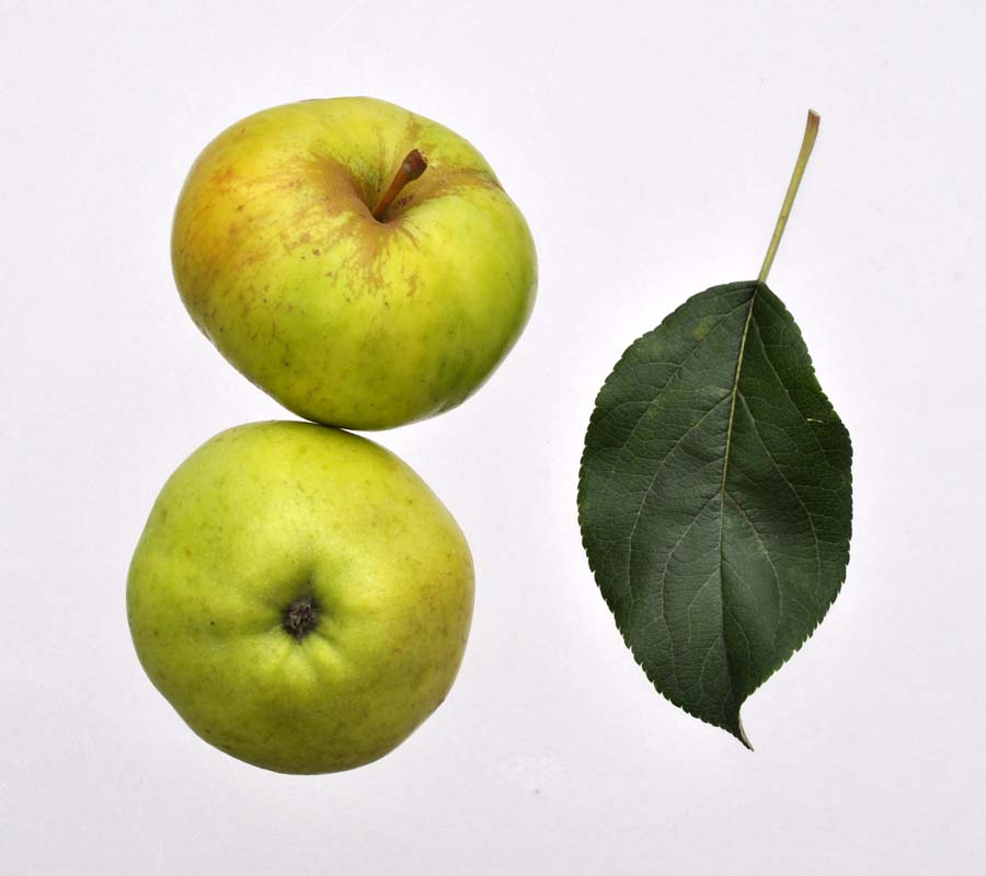 Søde Æbler Fra Aalsrode