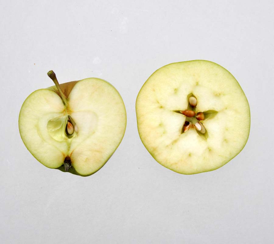 Søde Æbler Fra Aalsrode