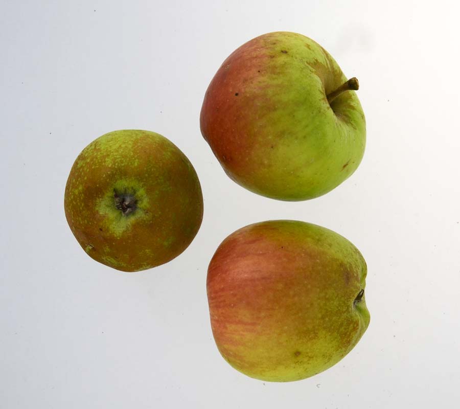 Sturmer Pippin Apple
