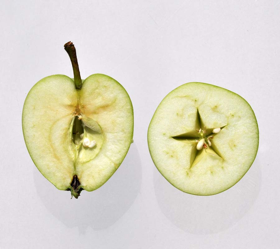 Transparente Blanche Apple | Early apples