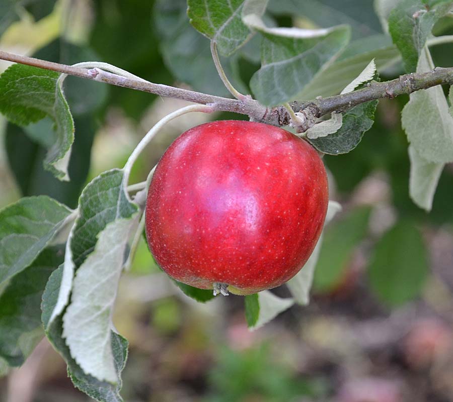 Tremletts Bitter, cider apple | Hard cider apples