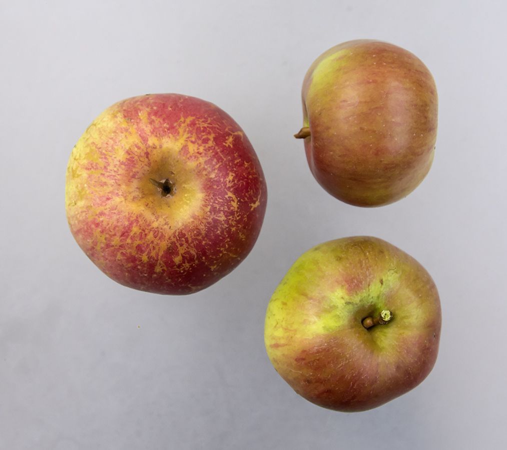 Æblesorter | Wagener æbler