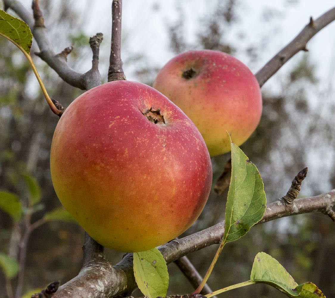 Winter Banana Apple