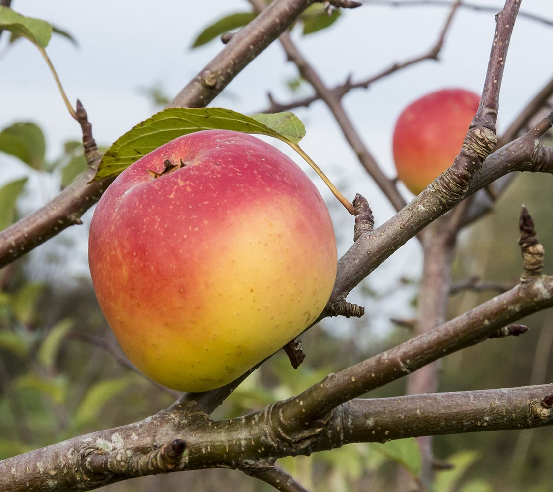 Winter Banana Apple