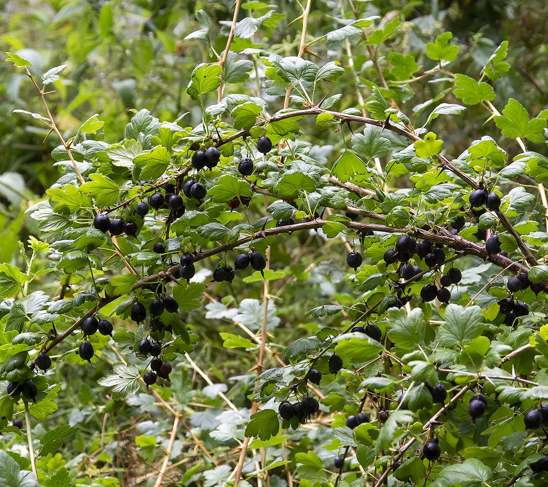 Russiske kæmpe bærbusk - Russian giant berry