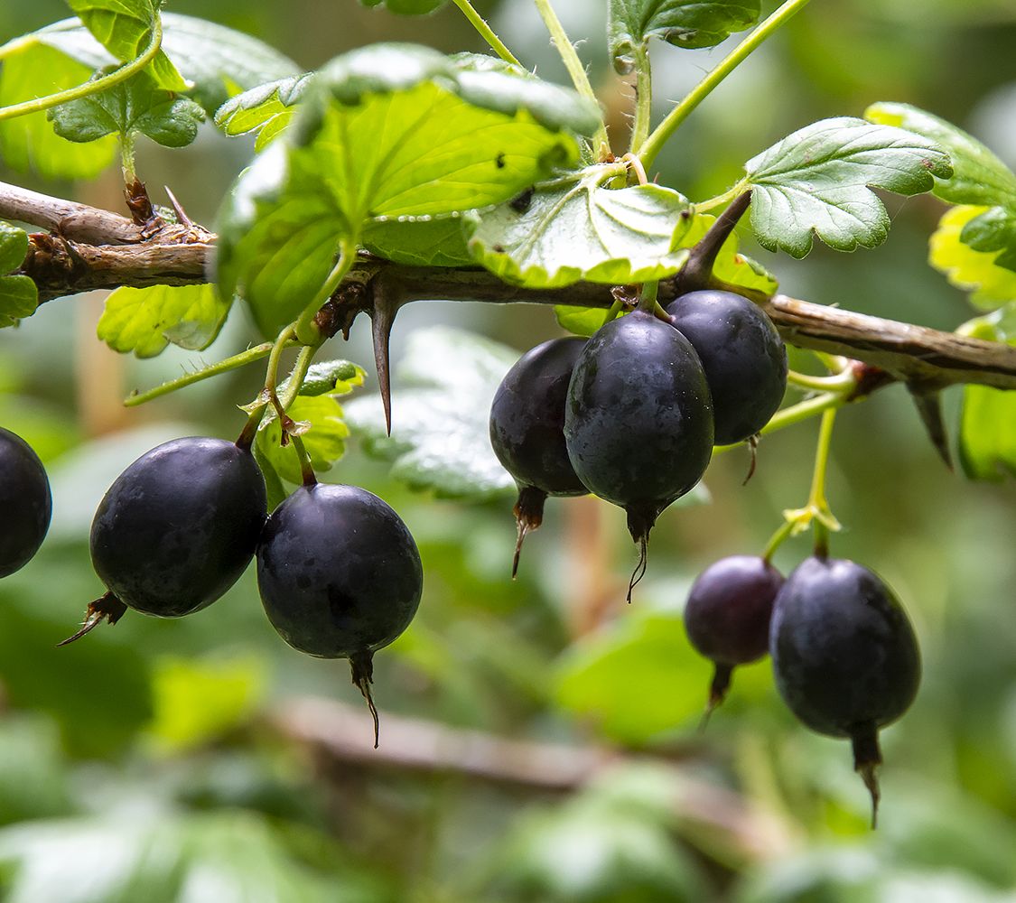 Russiske kæmpe bærbusk - Russian giant berry