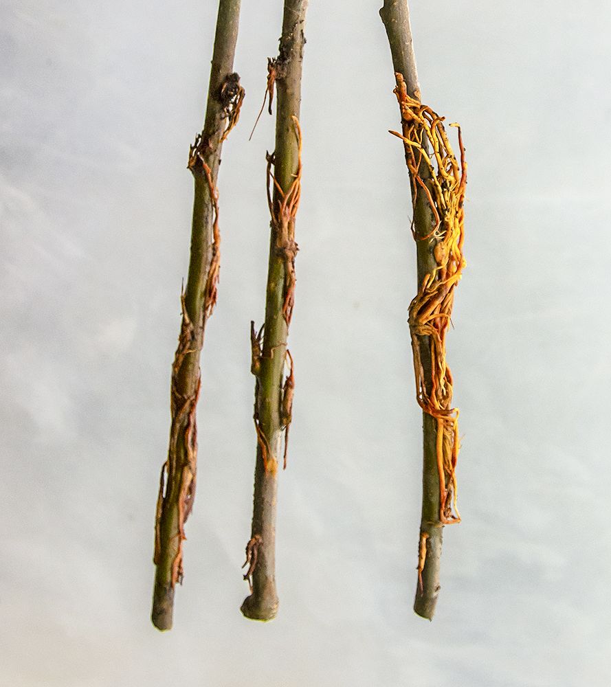 Own-root apple trees | Air layering or Chinese layering on apple